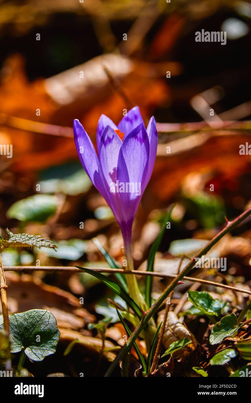 Crocus is a genus of flowering plants in the iris family comprising 90 ...