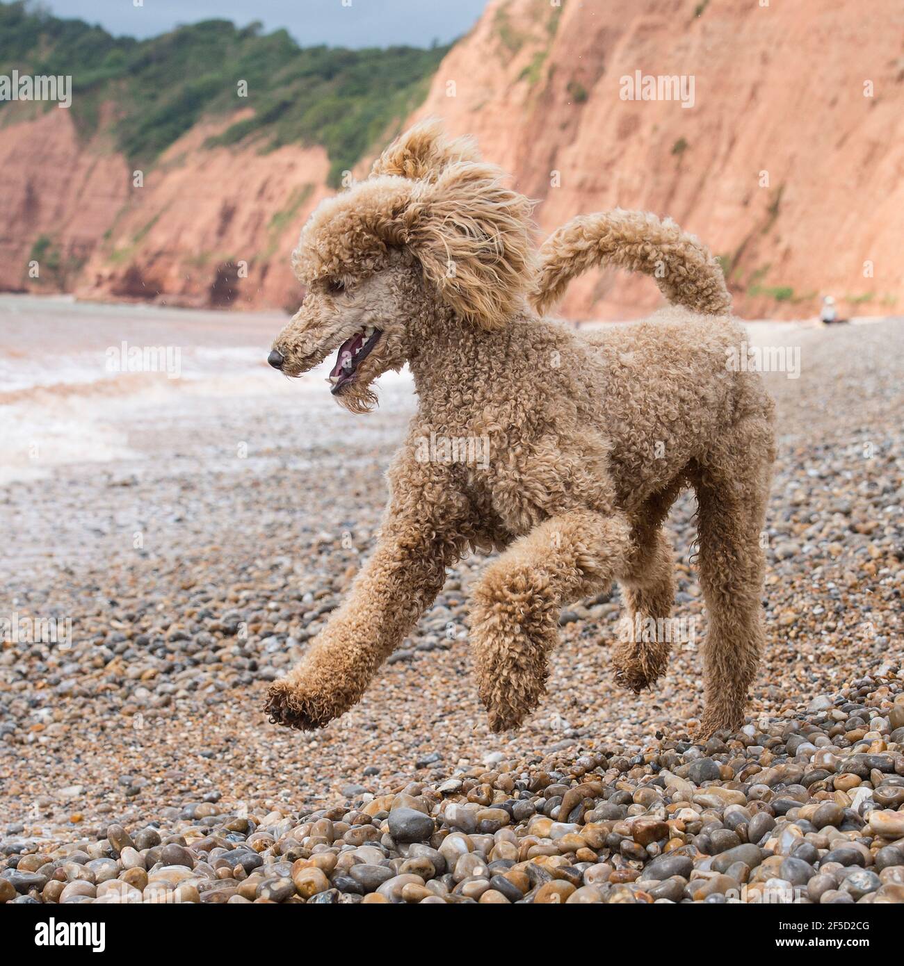 Happy poodle hi-res stock photography and images - Alamy
