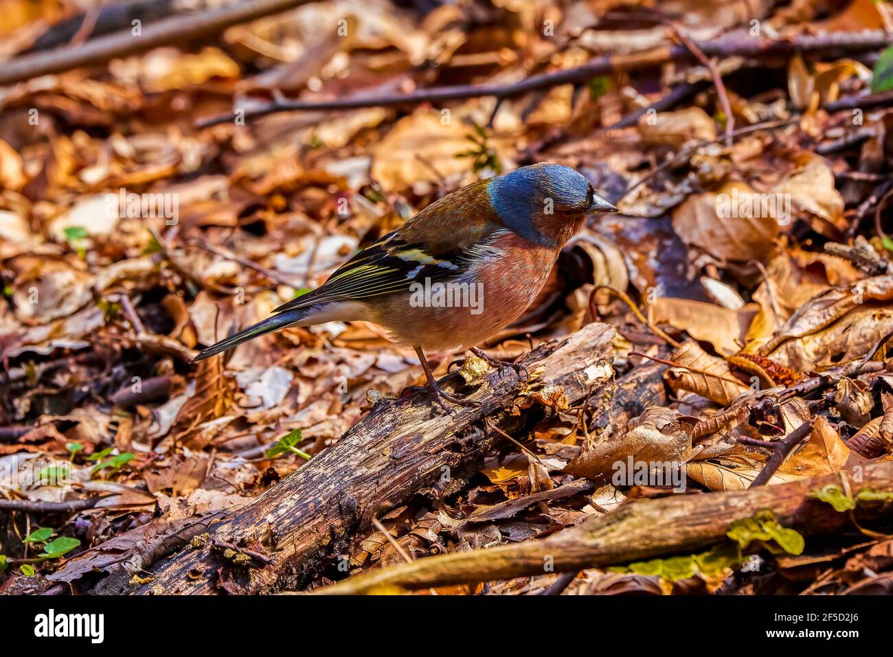 The Fringilla (Fringilla coelebs) is a small (14-18 cm) migratory bird ...