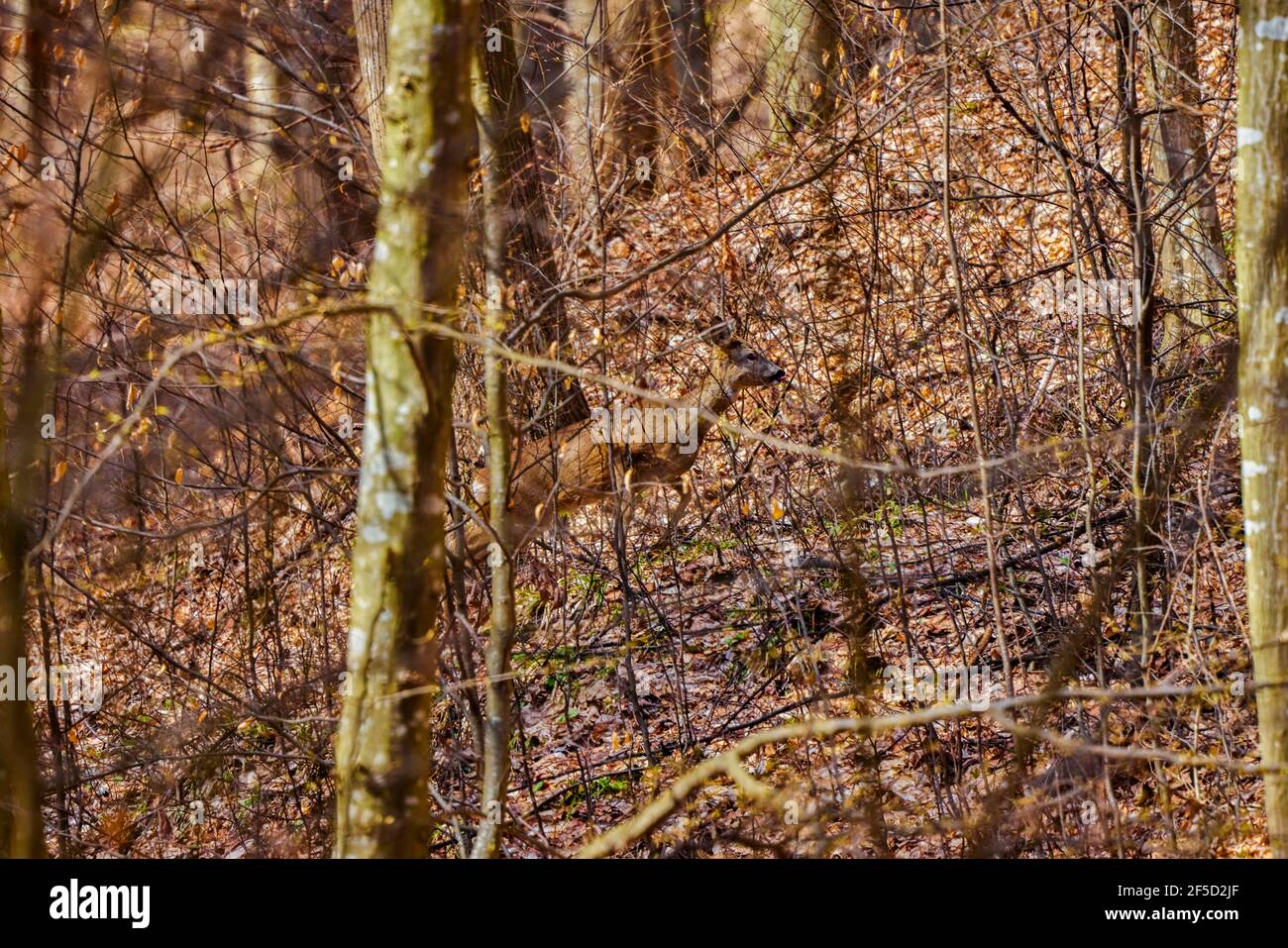 Hiding among trees hi-res stock photography and images - Alamy