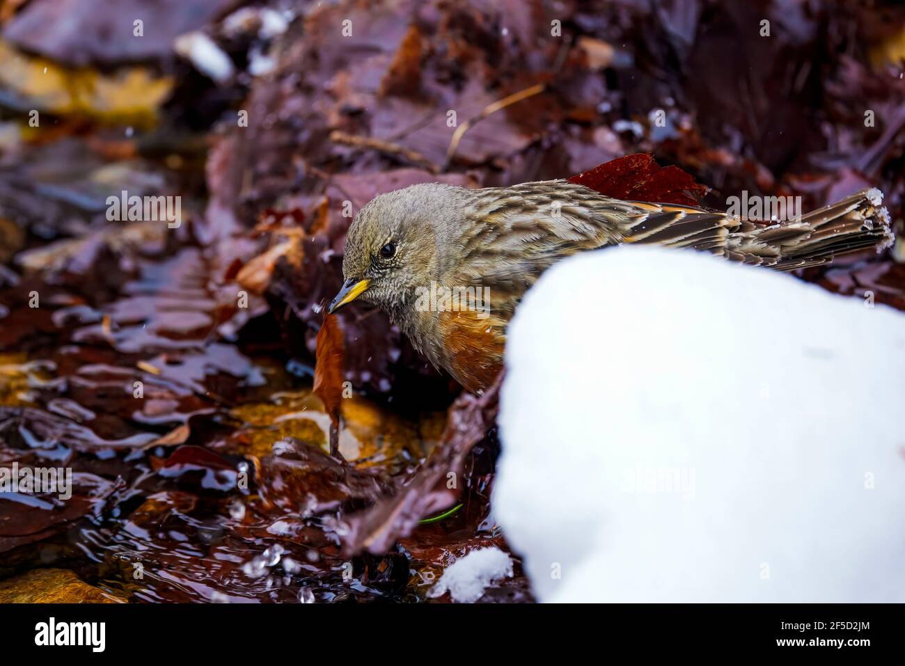 Alpine Accentor (Prunella collaris) adult in the snow Stock Photo - Alamy