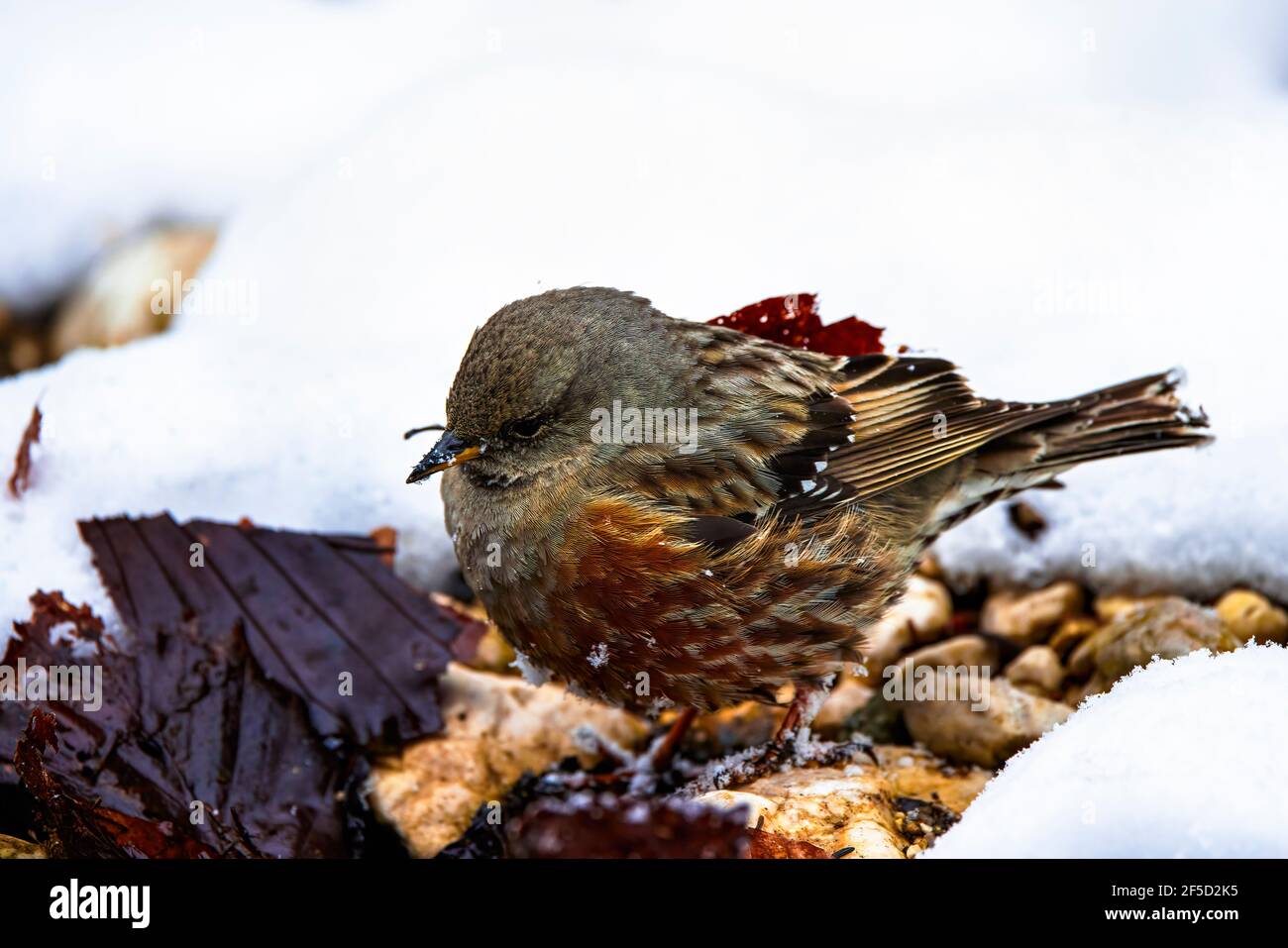 Alpine Accentor (Prunella collaris) adult in the snow Stock Photo - Alamy