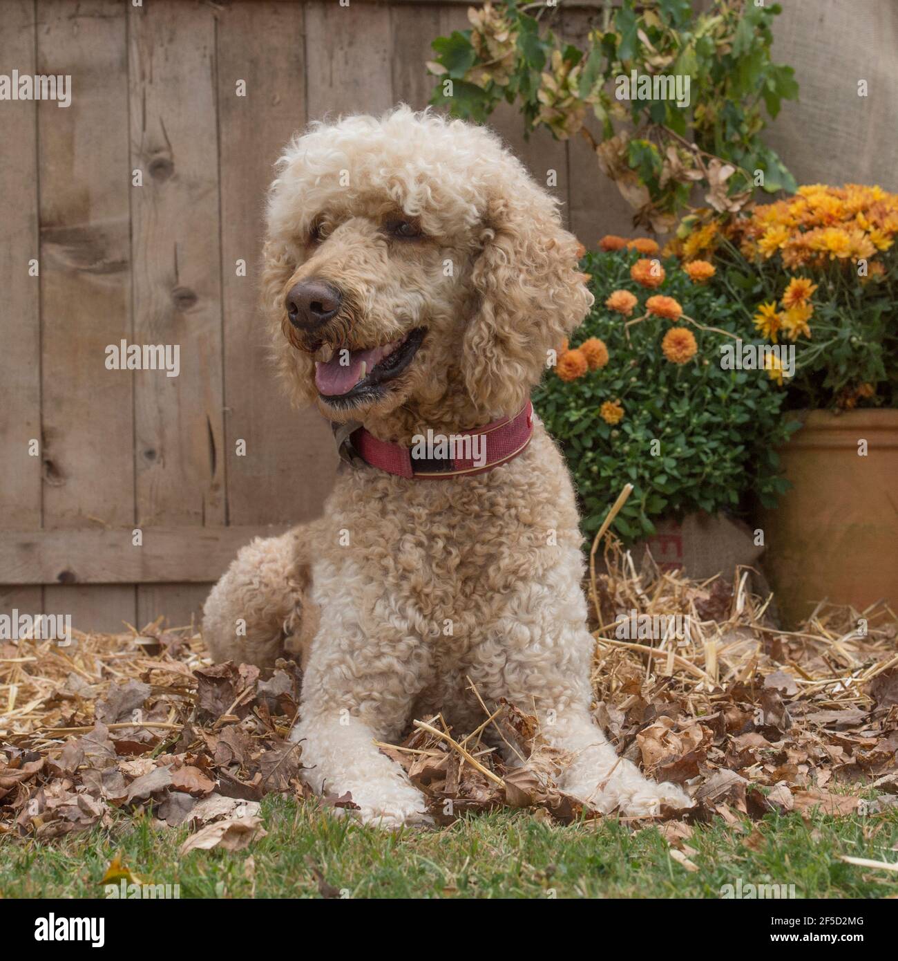 Standard poodle mouth hi-res stock photography and images - Alamy