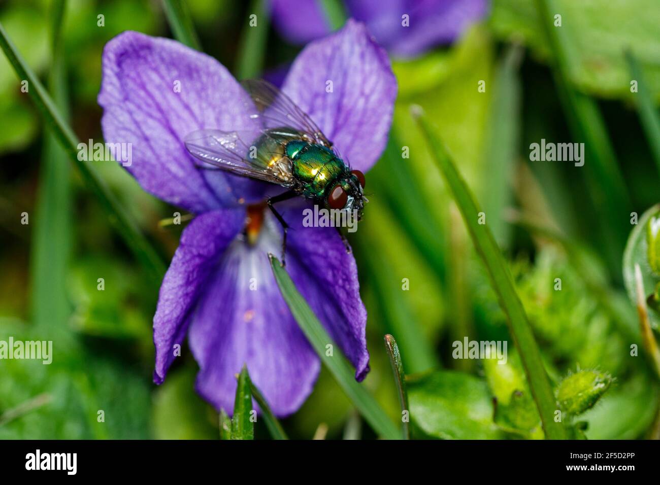 Gold bug hi-res stock photography and images - Alamy