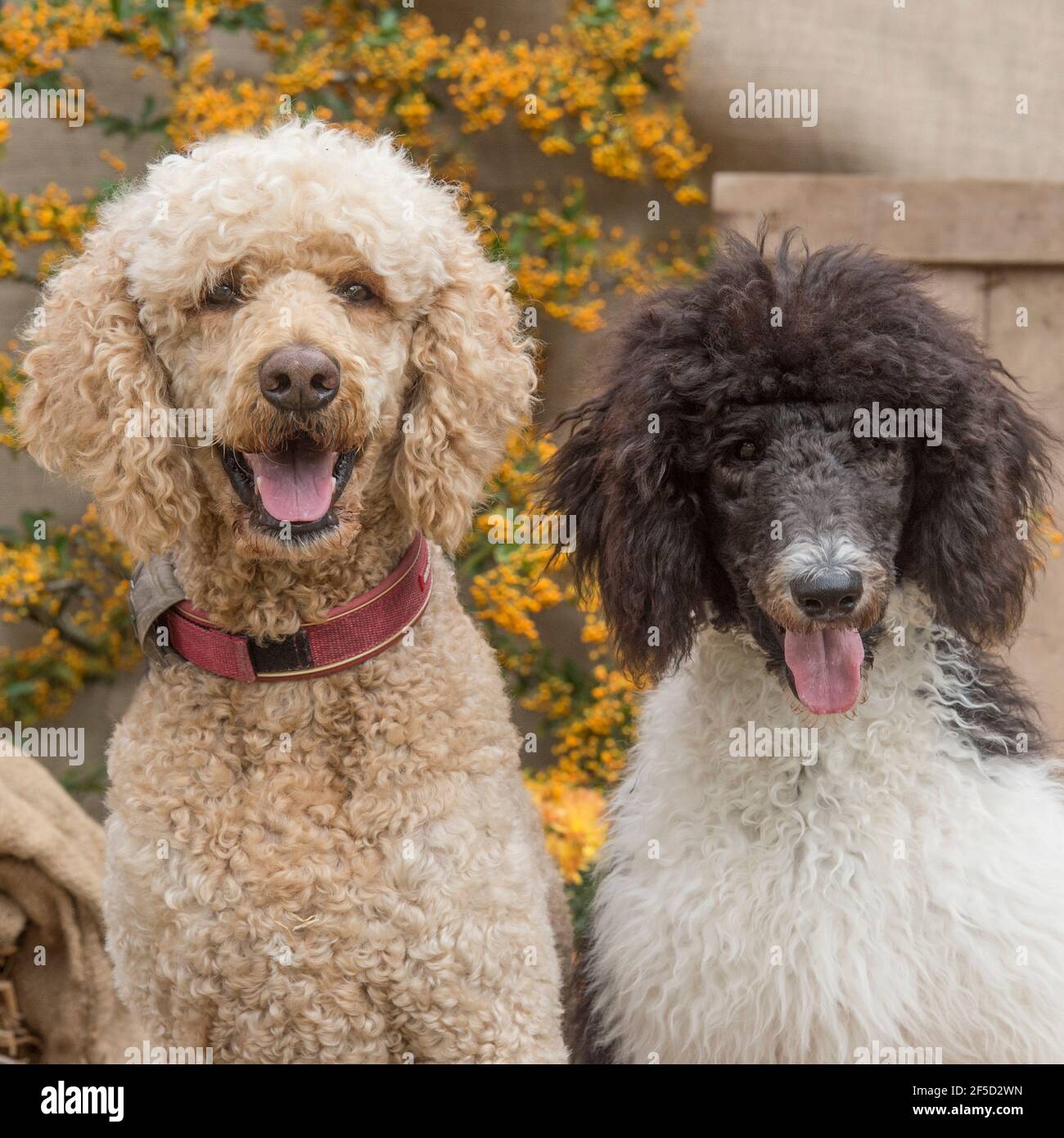 two standard poodles Stock Photo - Alamy
