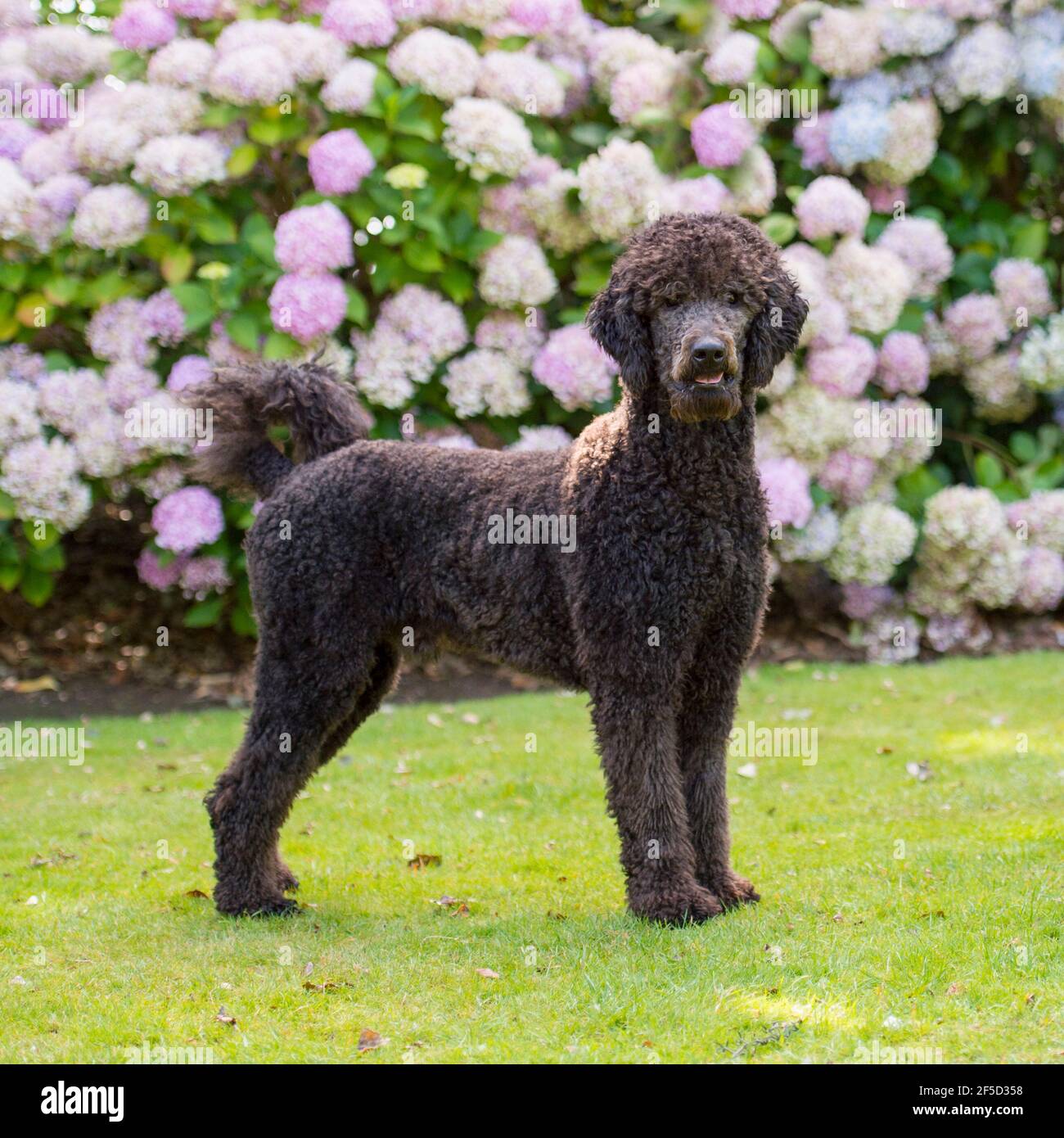 Poodle Side High Resolution Stock Photography and Images - Alamy