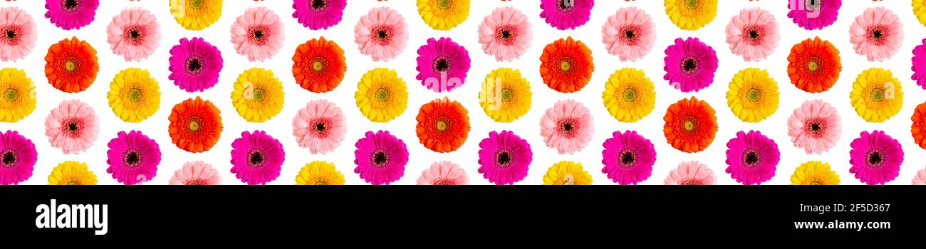 colorful gerbera daisy abstract flower background on a white. Germini ...