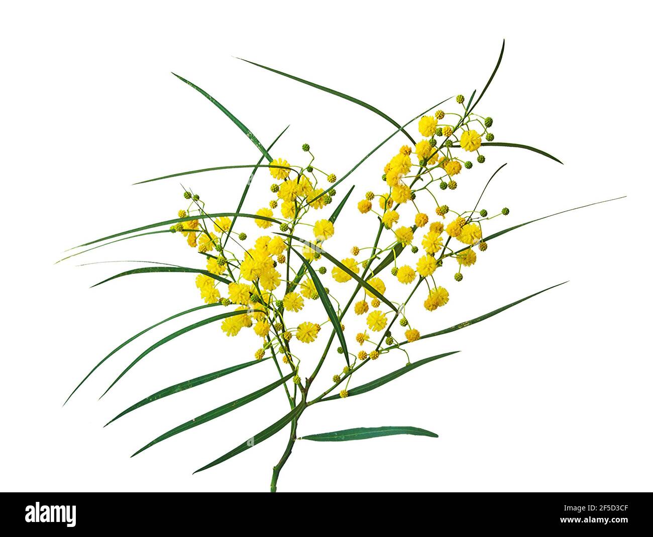 Close up of Acacia saligna Stock Photo - Alamy