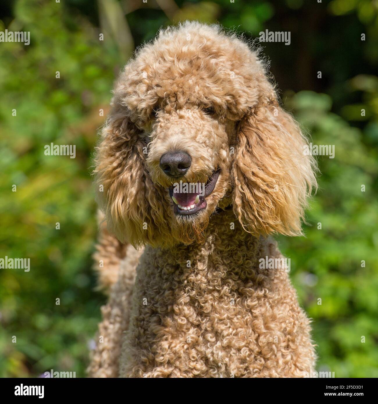 Standard poodle mouth hi-res stock photography and images - Alamy