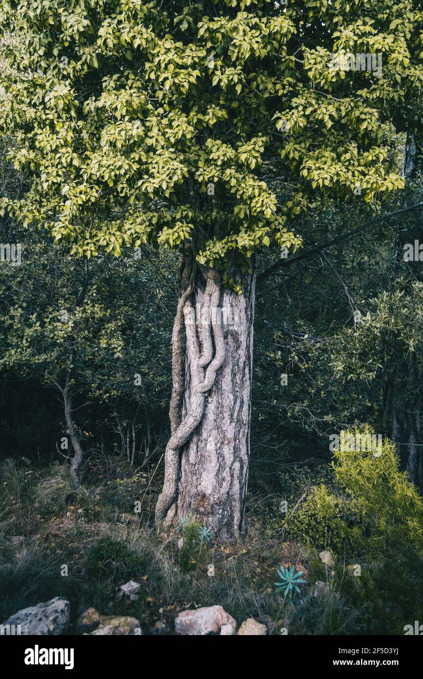 large bare root of a bush wrapping around the trunk of a mountain tree ...