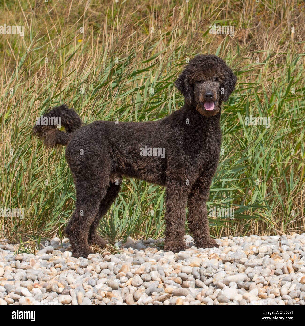 Standard poodle outdoors hi-res stock photography and images - Alamy