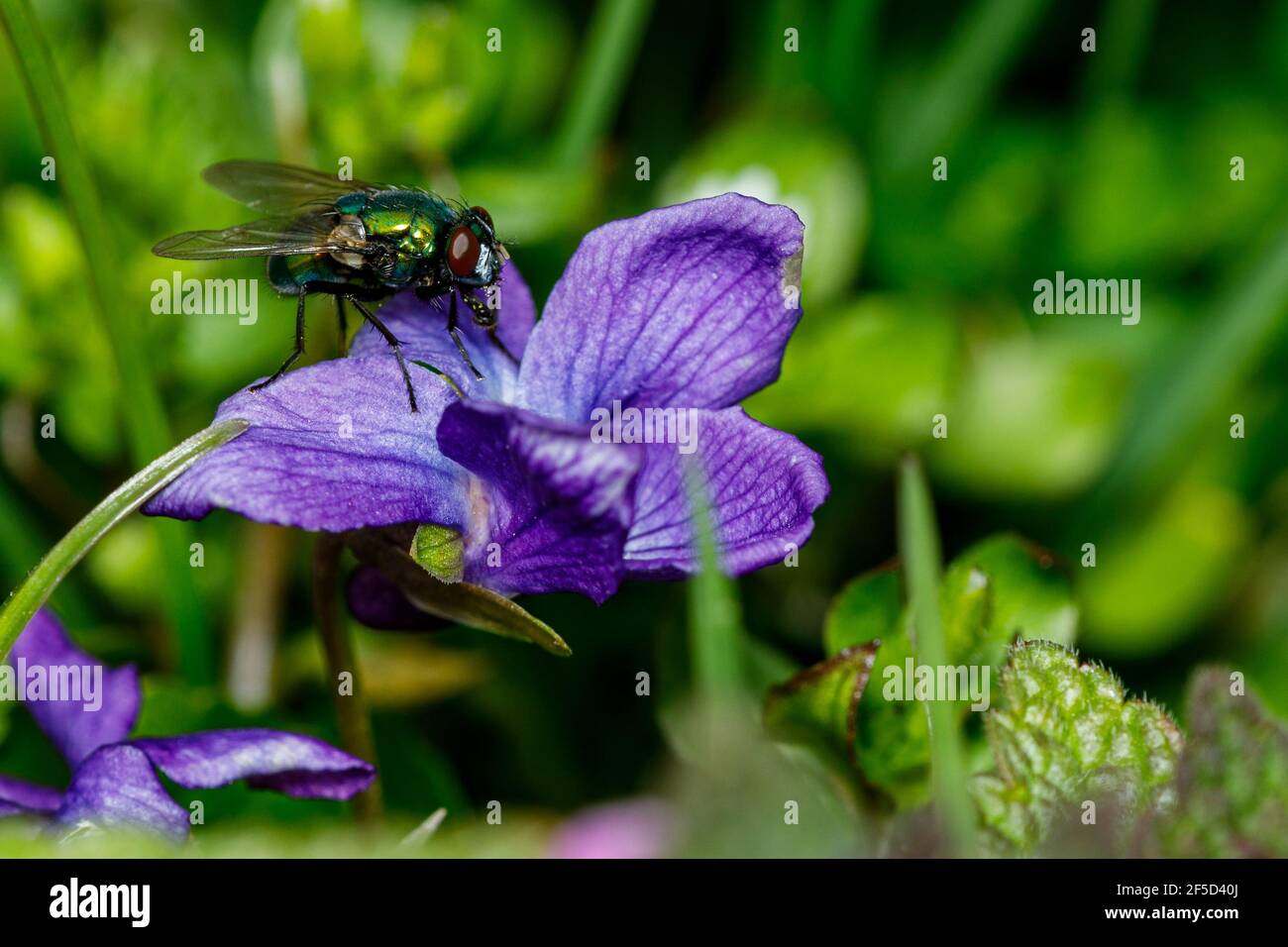 Gold flies hi-res stock photography and images - Alamy