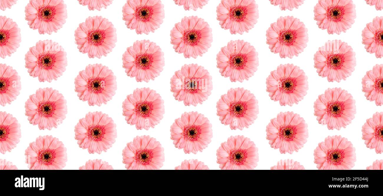 pink gerbera daisy abstract flower background on a white. Germini photo ...