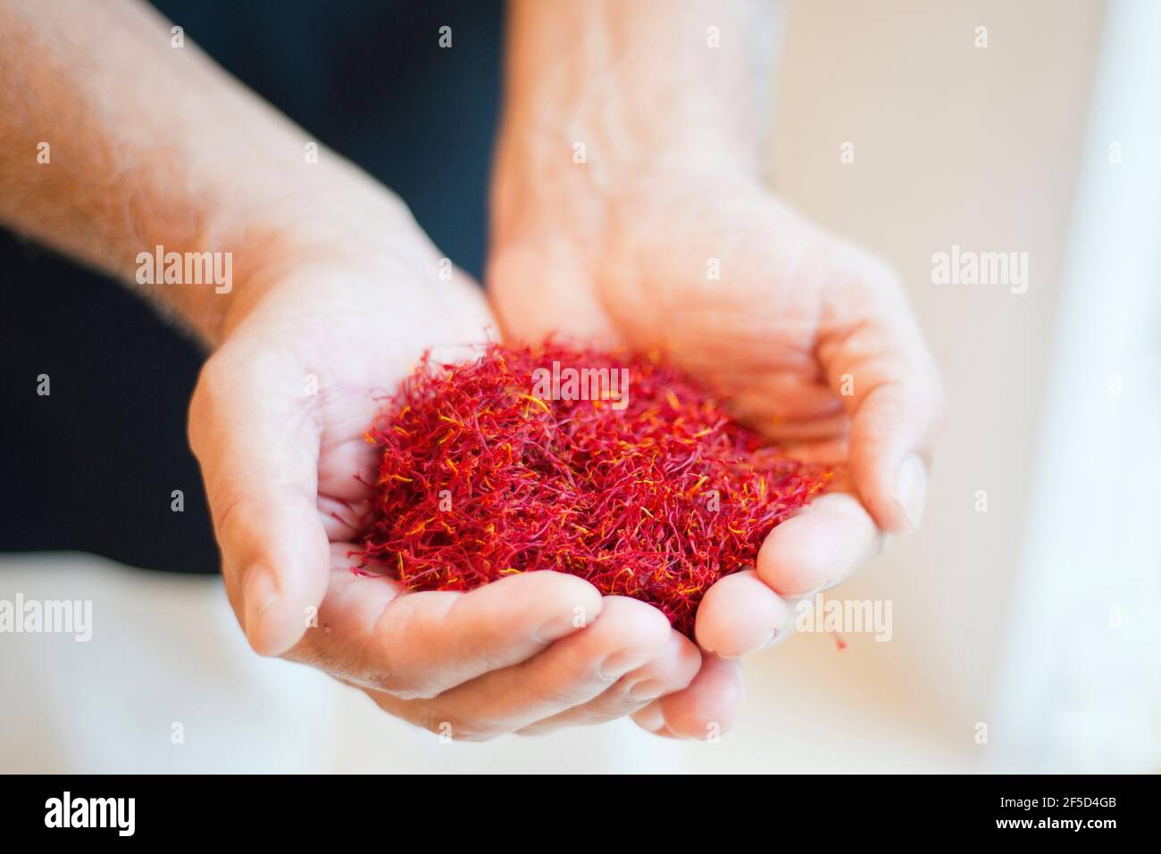 saffron in the hands of the grower Stock Photo - Alamy