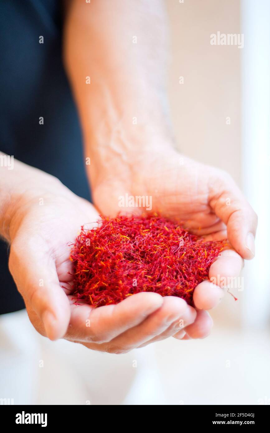 saffron in the hands of the grower Stock Photo - Alamy