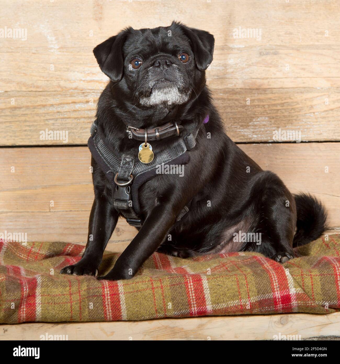 Old pug hi-res stock photography and images - Alamy