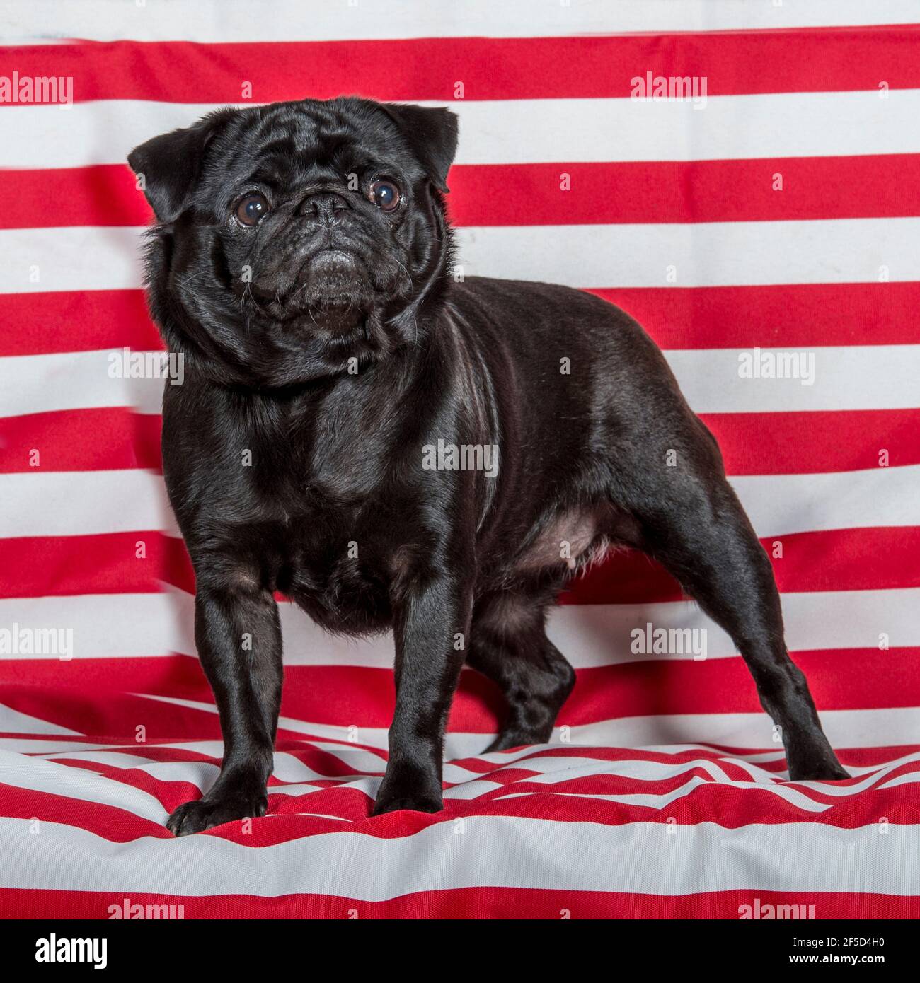 Pug nose hi-res stock photography and images - Alamy