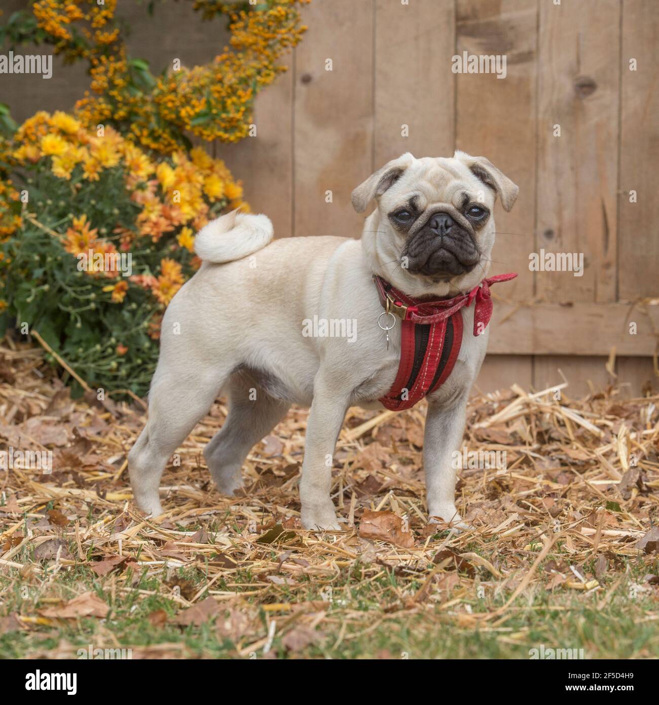 Pedigree pug hi-res stock photography and images - Alamy