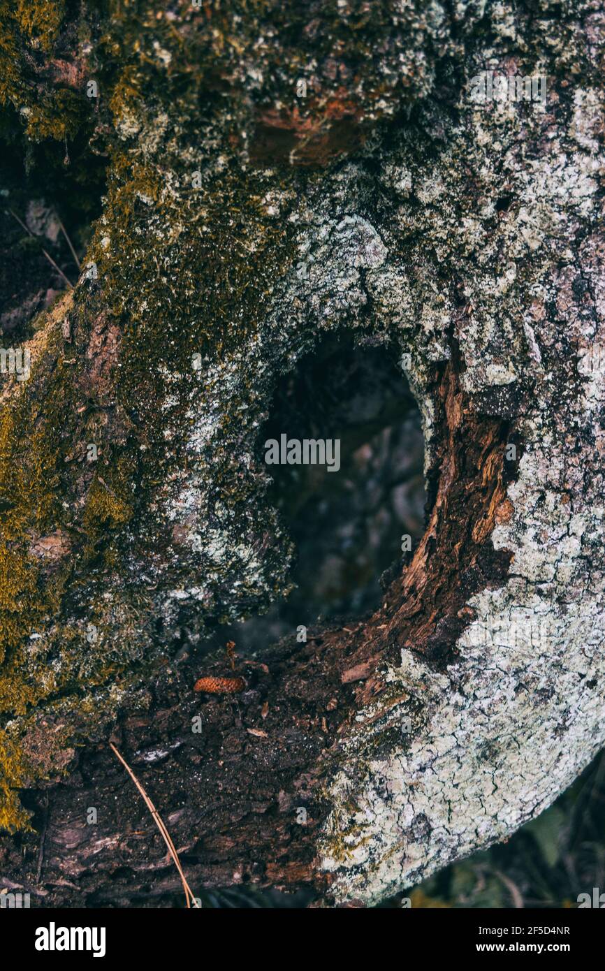 dry gray trunk with many shapes and moss on top seen up close Stock ...
