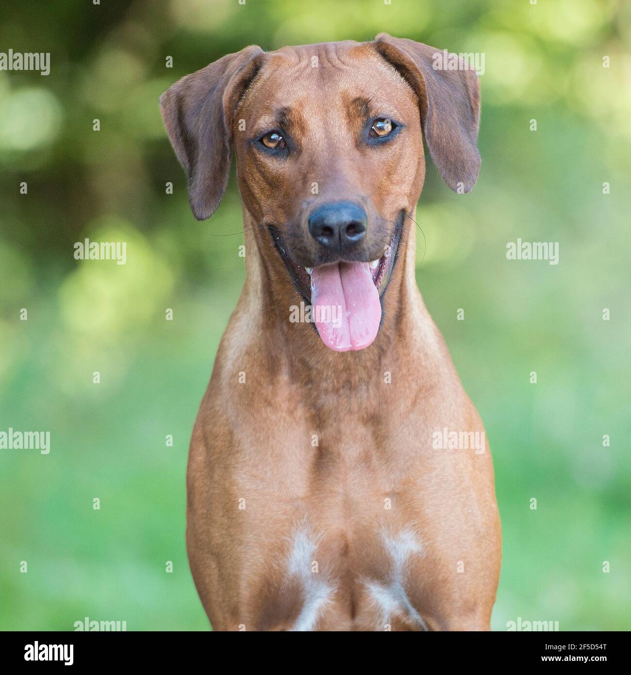 Rhodesian front hi-res stock photography and images - Alamy