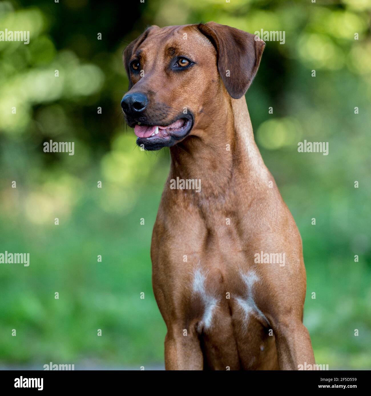 Rhodesian front hi-res stock photography and images - Alamy