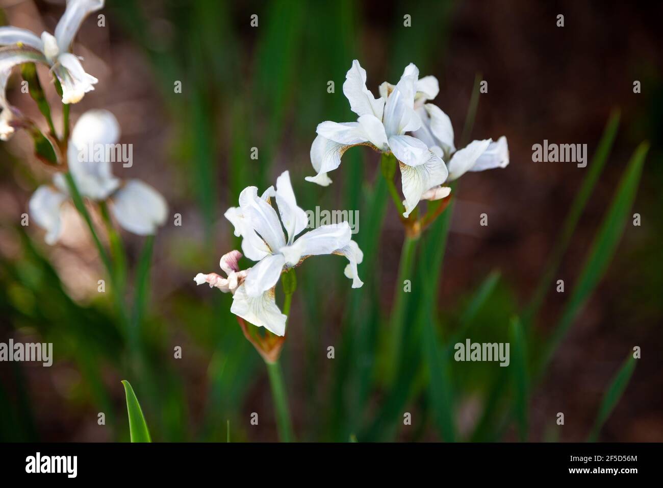 White irises on the flower bed. Japanese iris in the garden. White ...