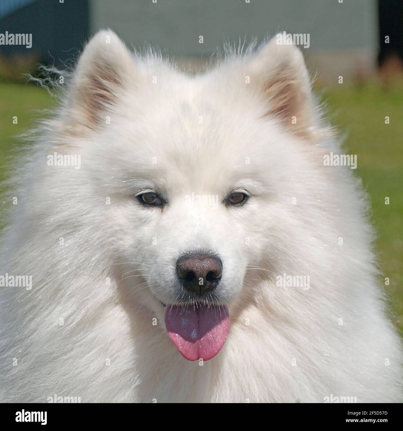 Samoyed side hi-res stock photography and images - Alamy