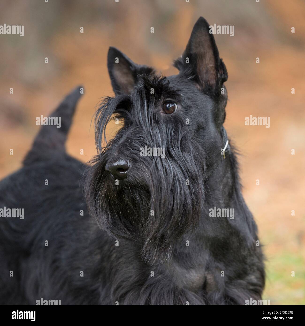 Scottish terrier hi-res stock photography and images - Alamy