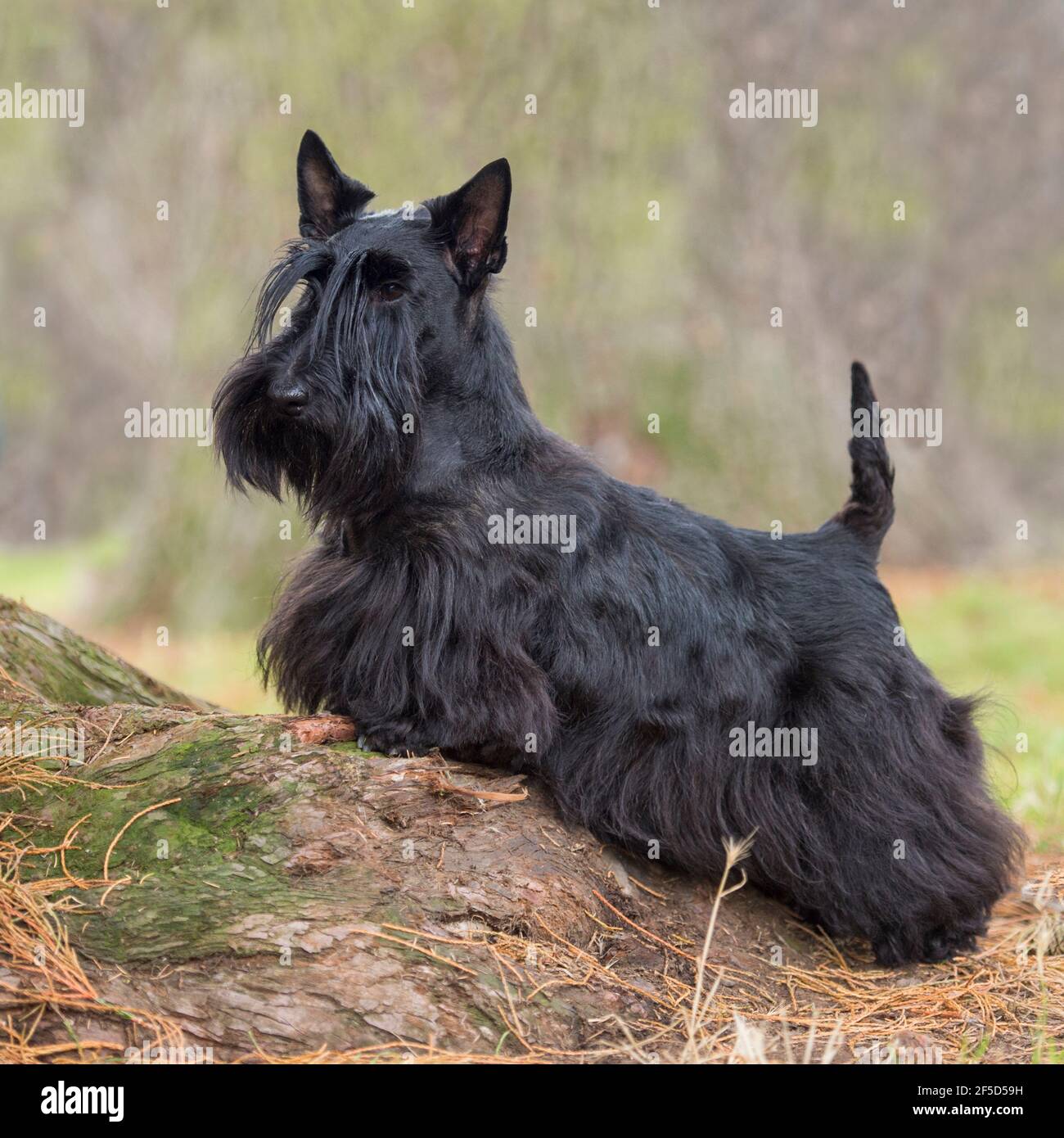 Scottish terrier hi-res stock photography and images - Alamy
