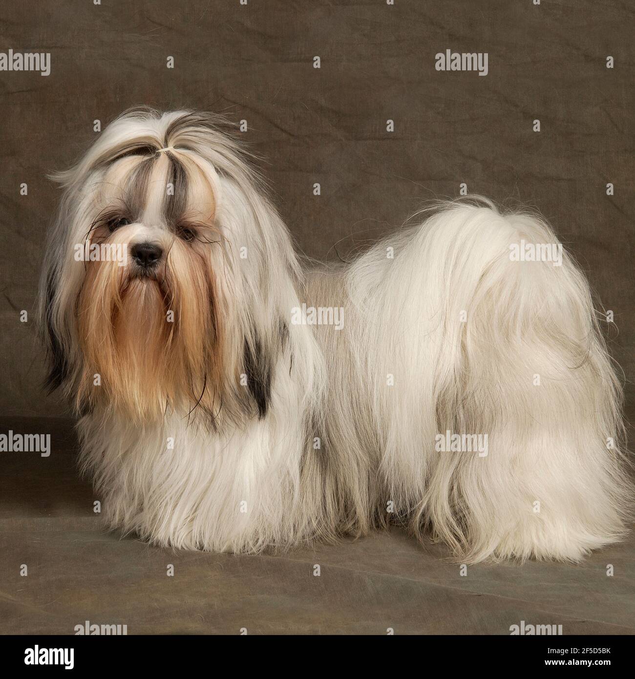 Shih tsu breed hi-res stock photography and images - Alamy