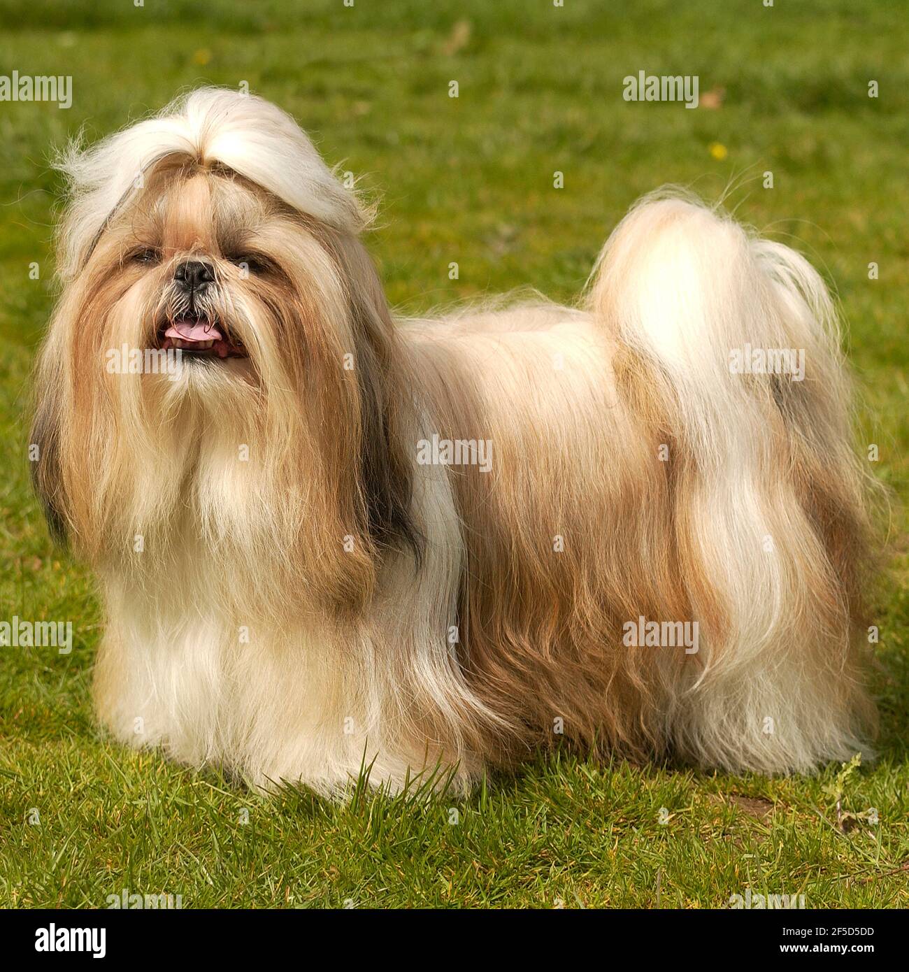 Shih tsu hi-res stock photography and images - Alamy
