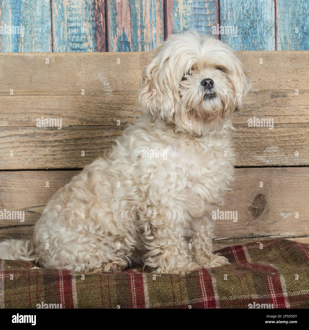 Side view shih tzu sitting hi-res stock photography and images - Alamy