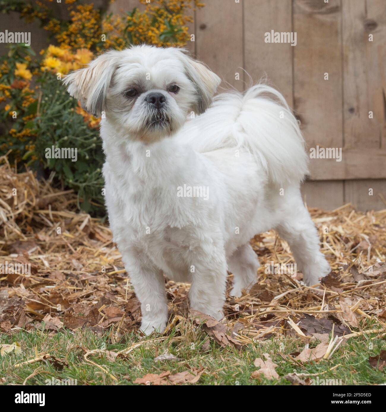 Shih tsu hi-res stock photography and images - Alamy