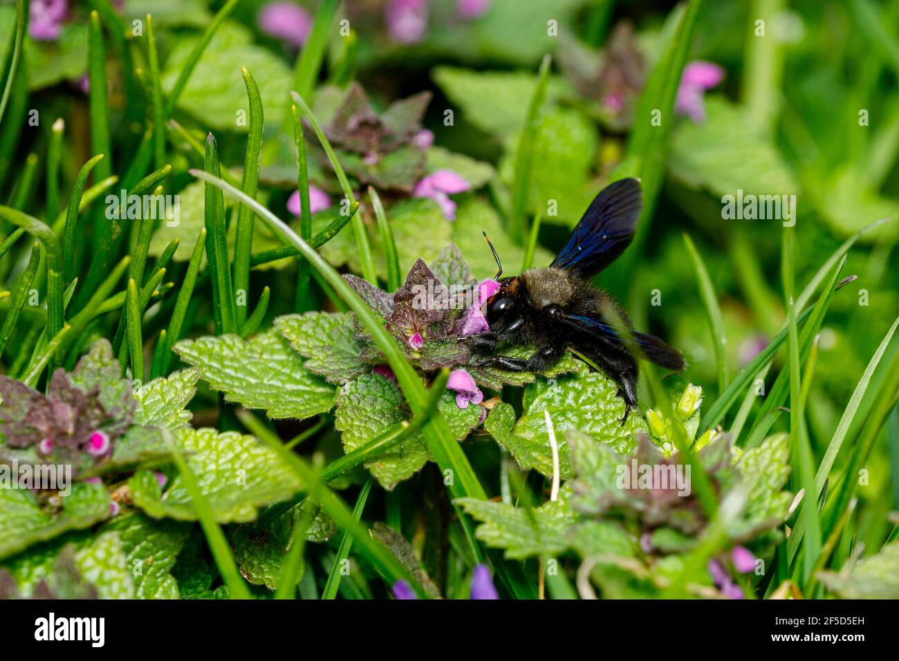 Big black bee hi-res stock photography and images - Alamy