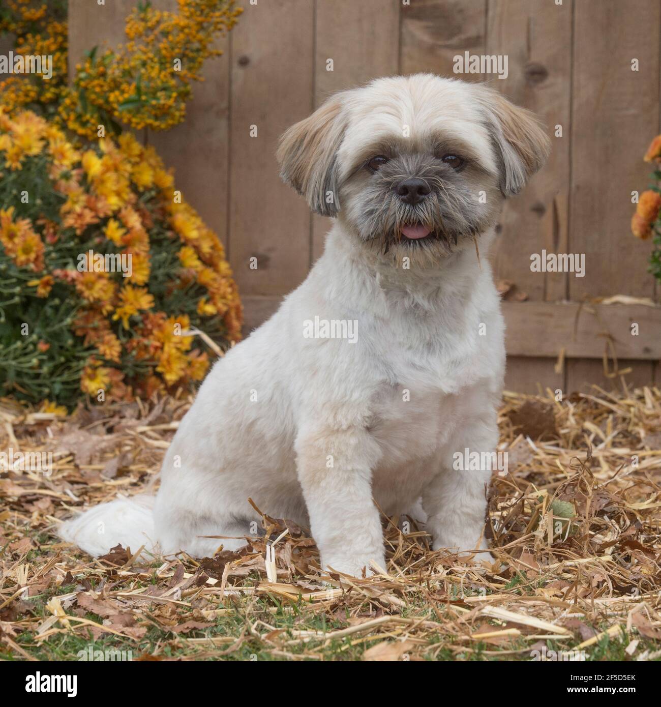 Side view shih tzu sitting hi-res stock photography and images - Alamy