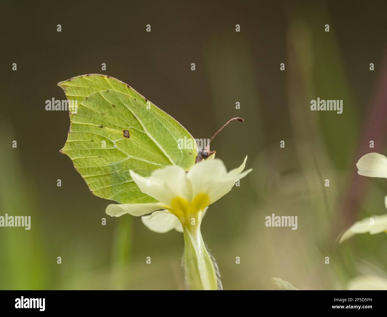 Primula vulgaris butterfly hi-res stock photography and images - Alamy