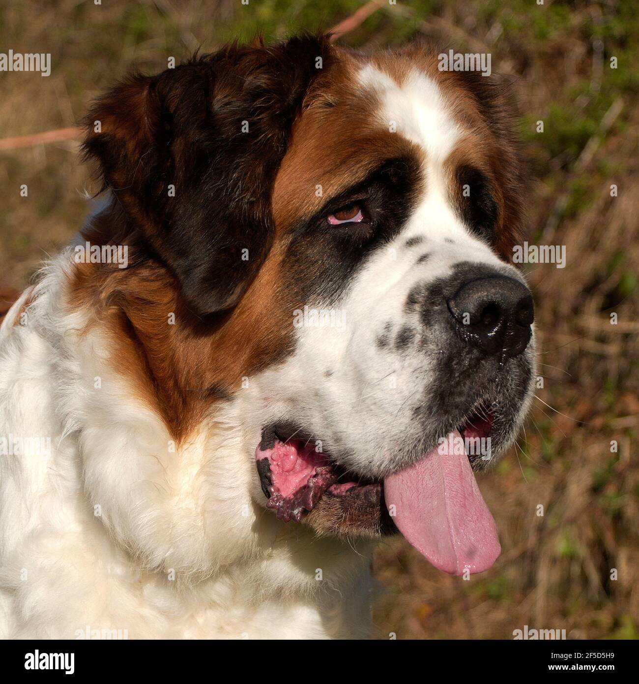 St Bernard Dog High Resolution Stock Photography and Images - Alamy