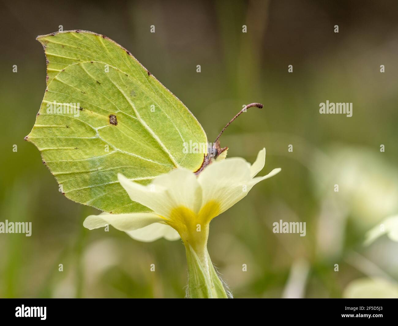 Primula vulgaris butterfly hi-res stock photography and images - Alamy