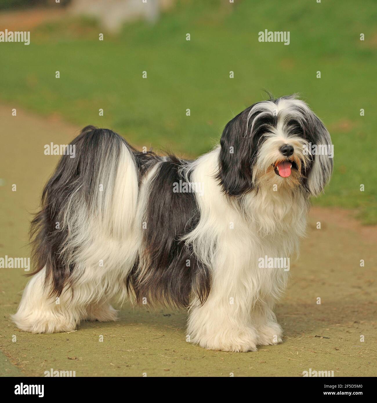 Tibetan dog breed hi-res stock photography and images - Alamy