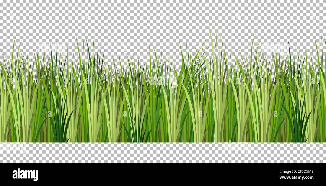 Seamless pattern silhouette of light green grass in swamp style, vector ...