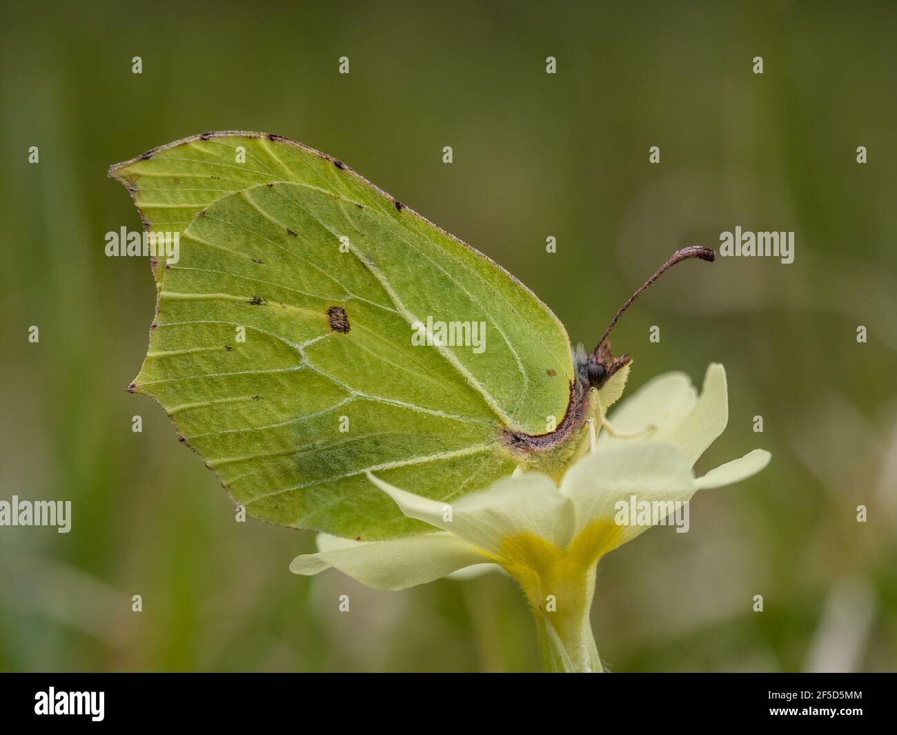 Primula vulgaris butterfly hi-res stock photography and images - Alamy