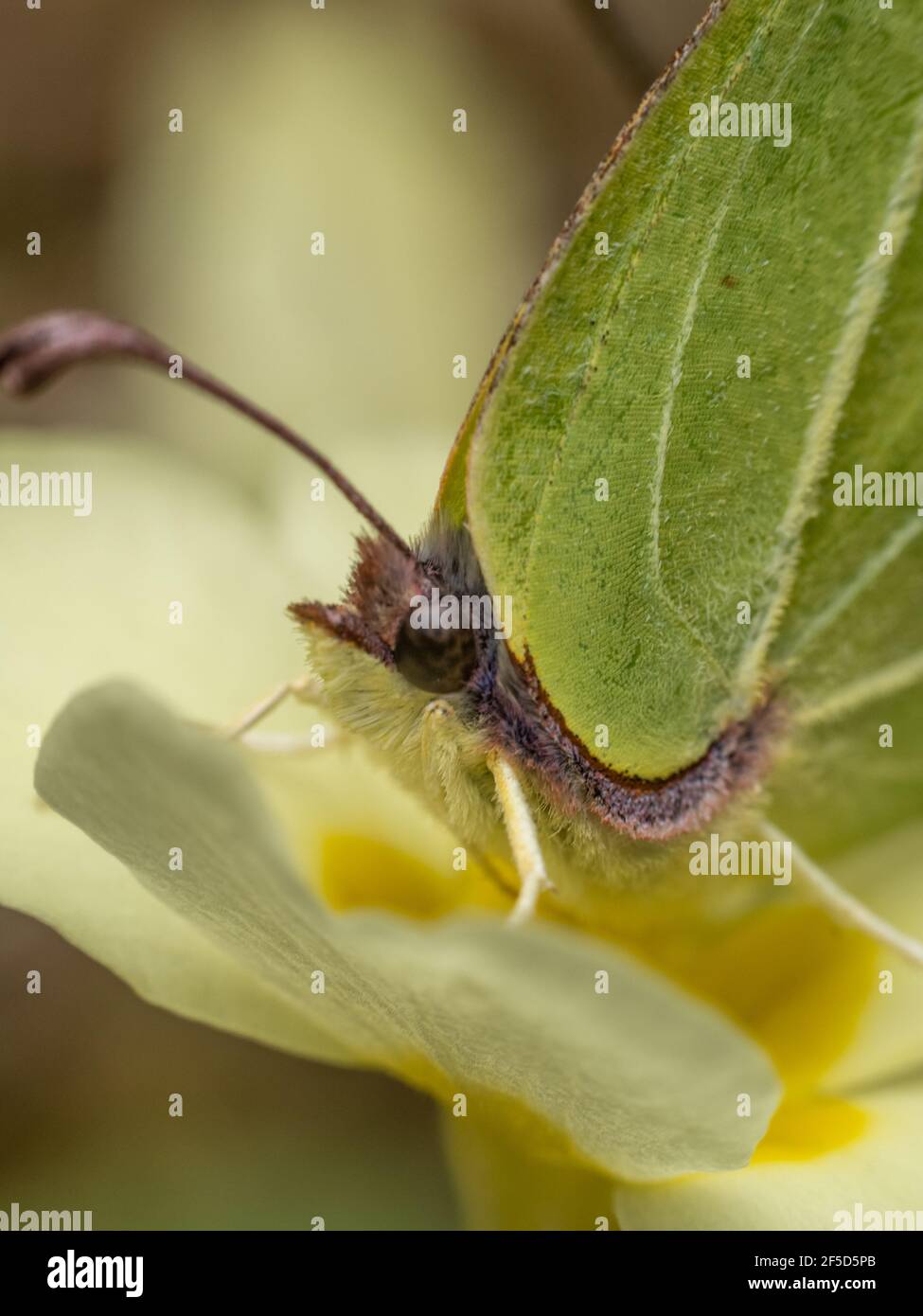 Primula vulgaris butterfly hi-res stock photography and images - Alamy