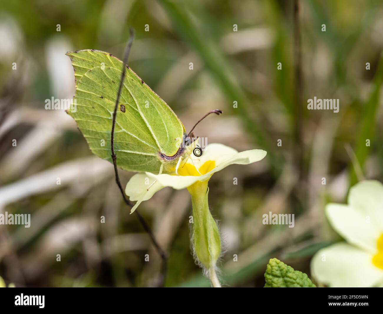 Primula vulgaris butterfly hi-res stock photography and images - Alamy