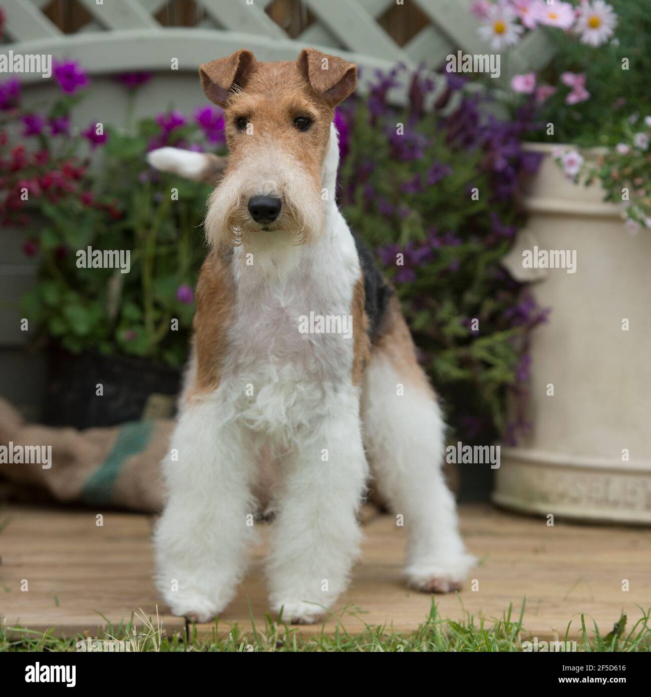 wire fox terrier Stock Photo - Alamy