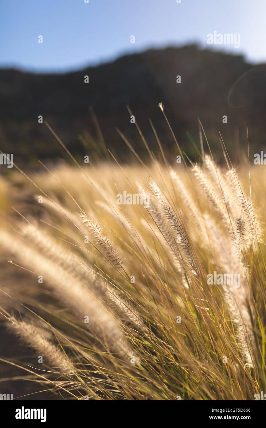 Landscape mountain tall grass in hi-res stock photography and images ...
