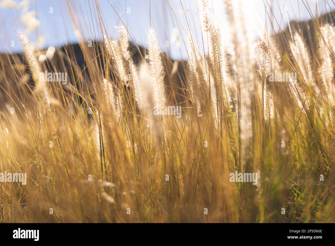 Close up of tall grass in sunlight in mountain countryside Stock Photo ...