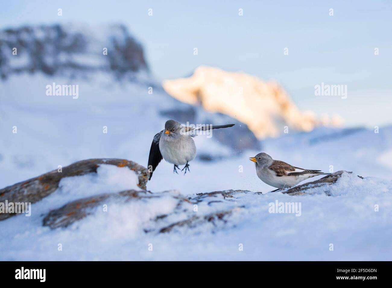 white-winged snow finch (Montifringilla nivalis, Montifringilla nivalis ...