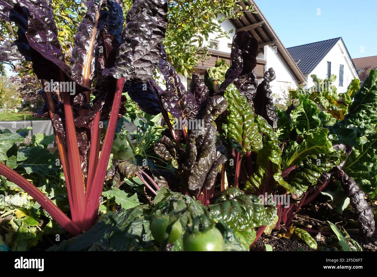 Raised beds garden swiss chard hi-res stock photography and images - Alamy