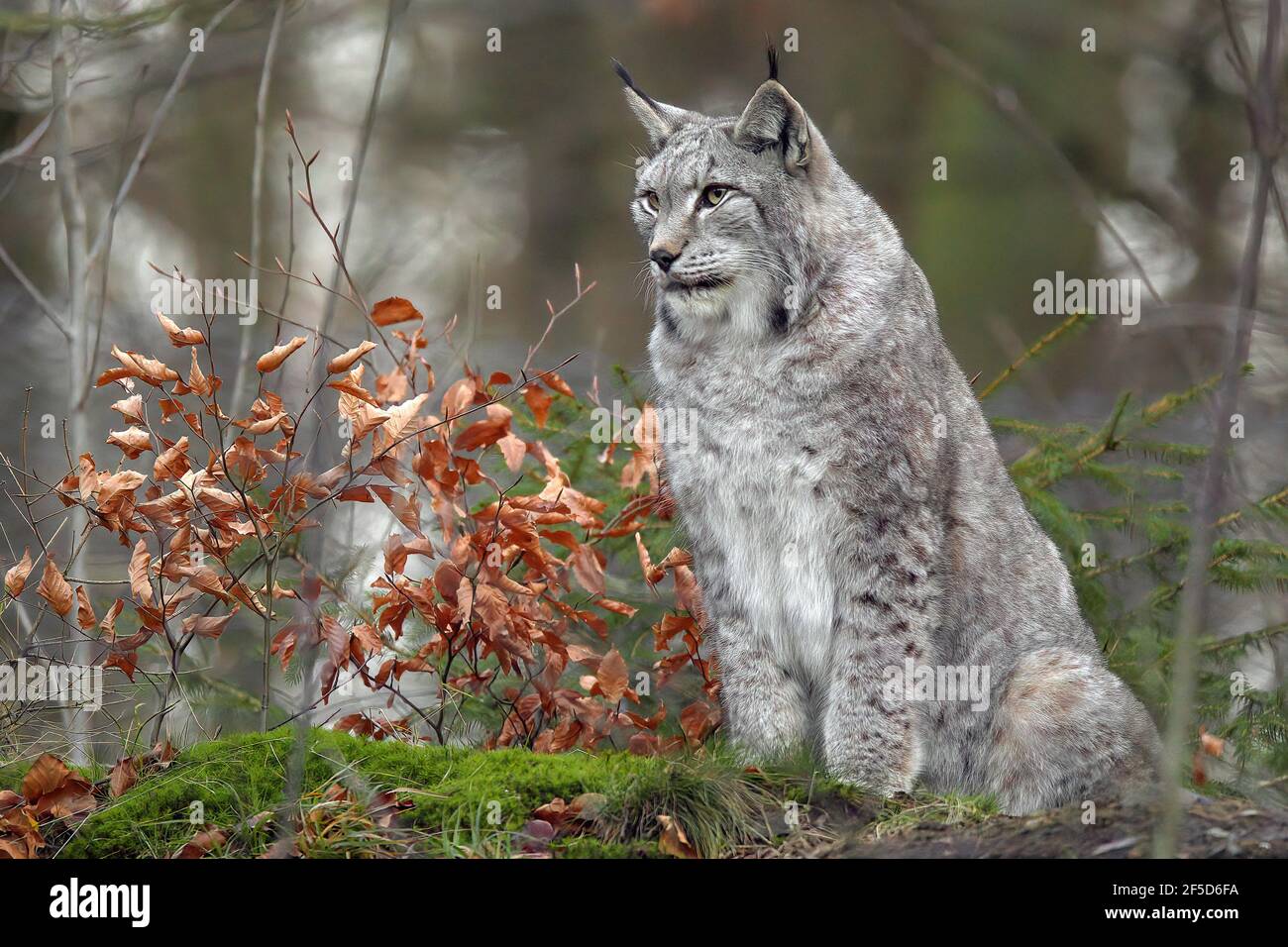 Eurasian lynx (Lynx lynx), with winter fur, Germany Stock Photo - Alamy