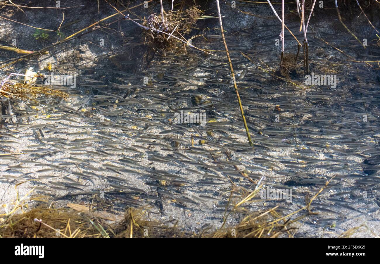 Shemayas hi-res stock photography and images - Alamy